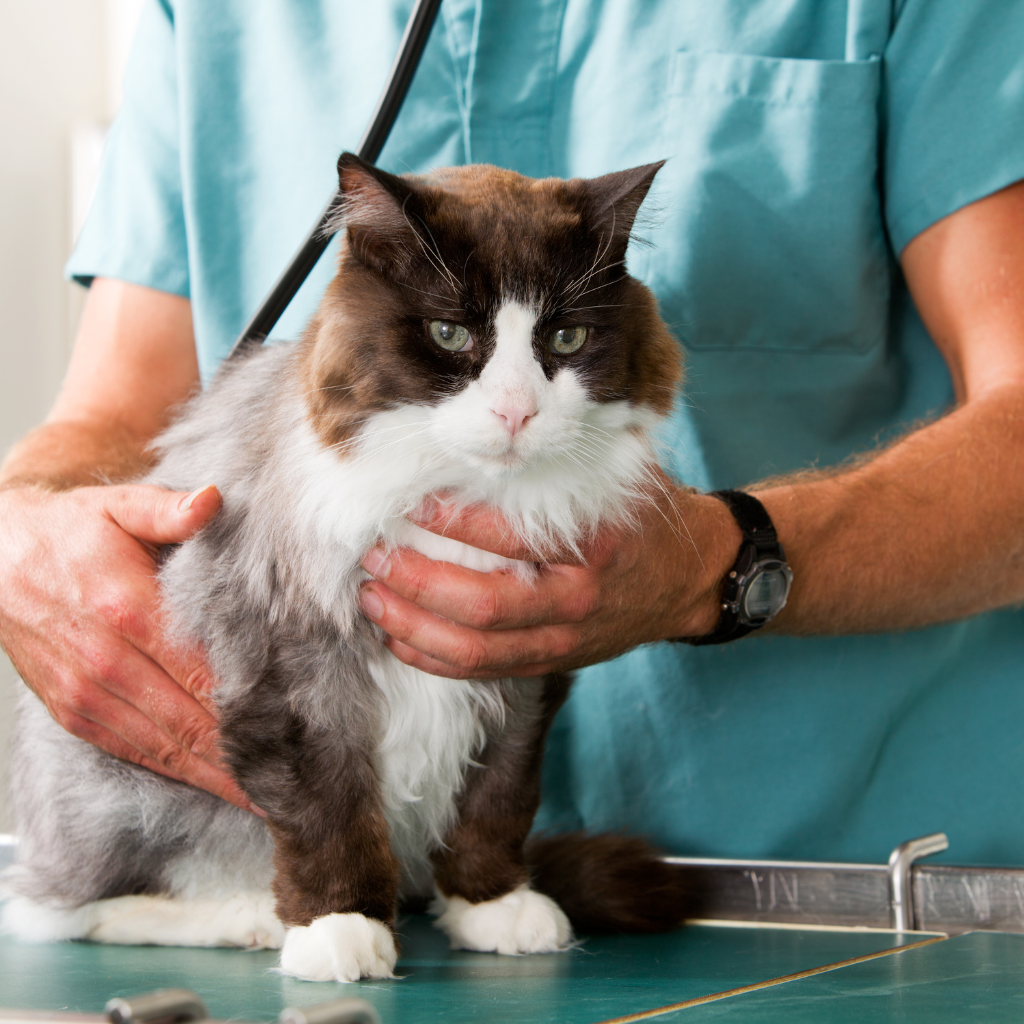 Veterinary Packs – Proteq Medical - Infection Prevention Solutions
